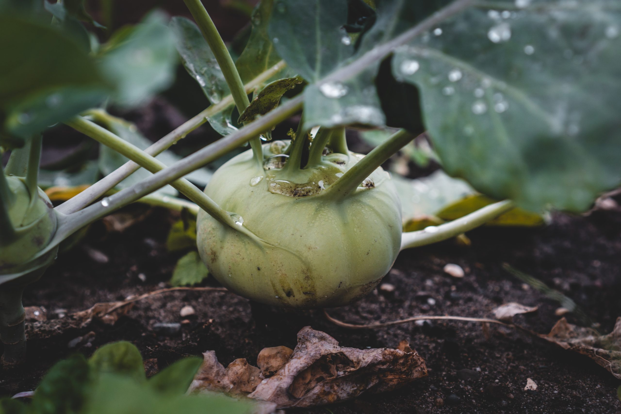 chou rave kohlrabi | HappyPanier